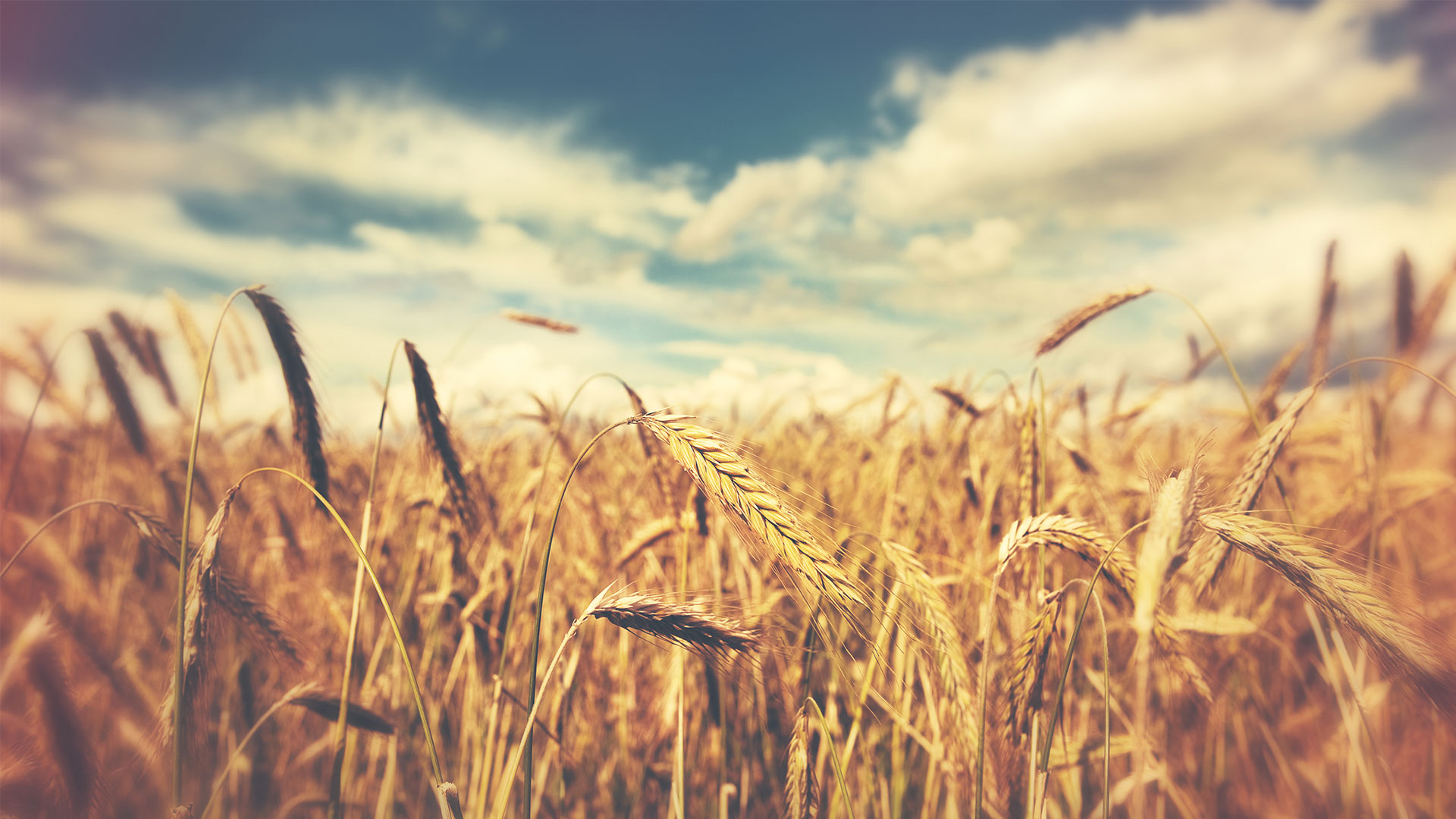 Improving the quality and efficiency of crop production - Metrology ...